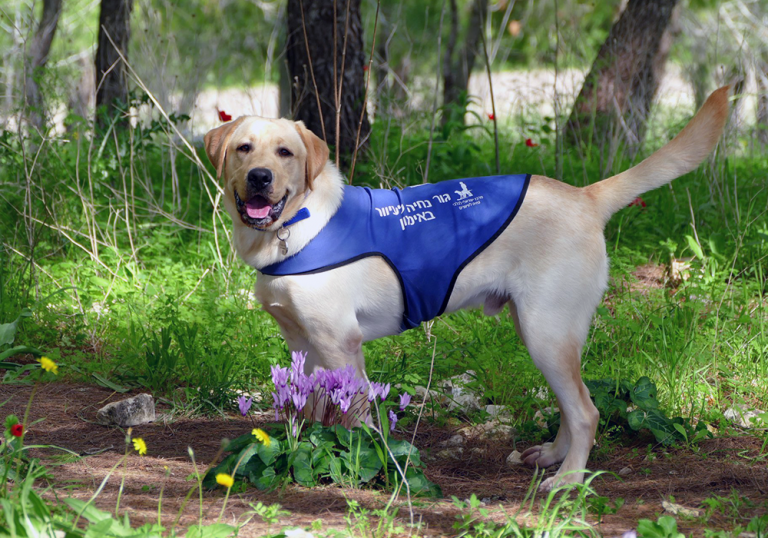 The Israel Guide Dog Center – Laura Solomon, Esq. & Associates